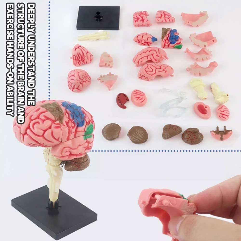 Brain Model Disassembled Anatomical Model Human Brain Model Science ...
