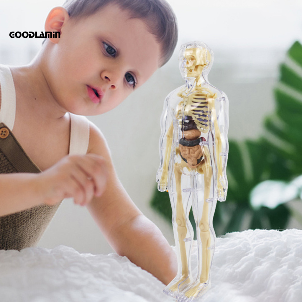 Body Structure Toys Explore Life Toy Model Set for Kids Educational ...