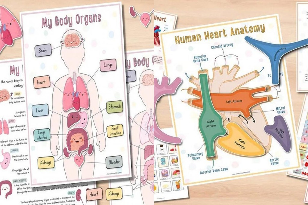 Interactive Children Activity Book Human Body Exploration Anatomy for ...